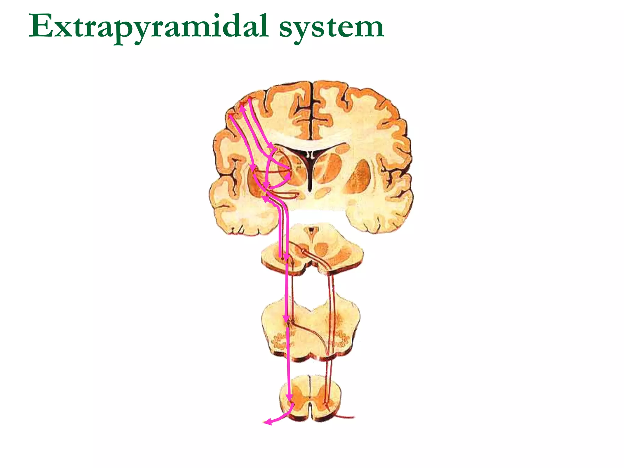 Nervous pathway | PPTX