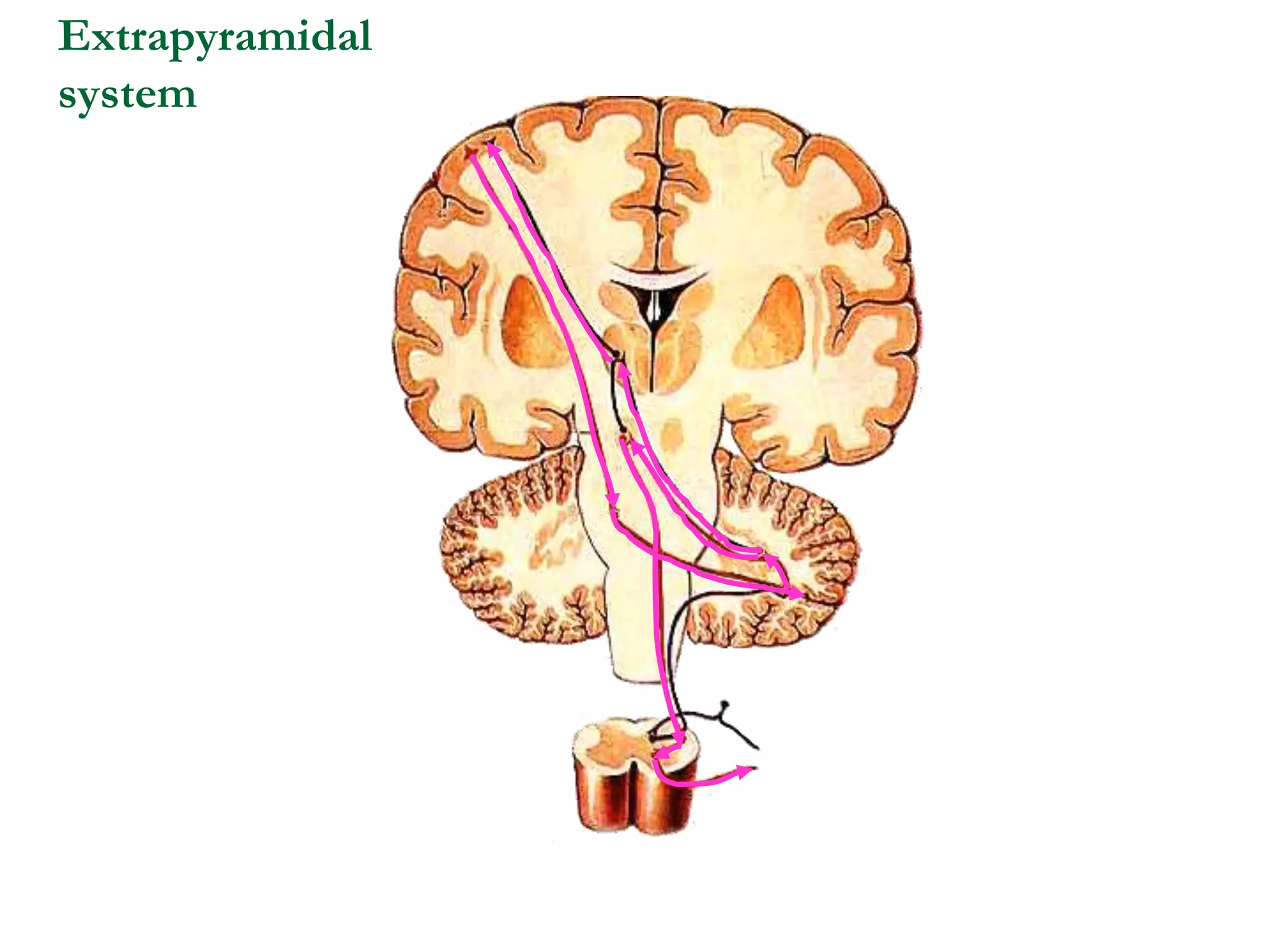 Nervous pathway | PPTX