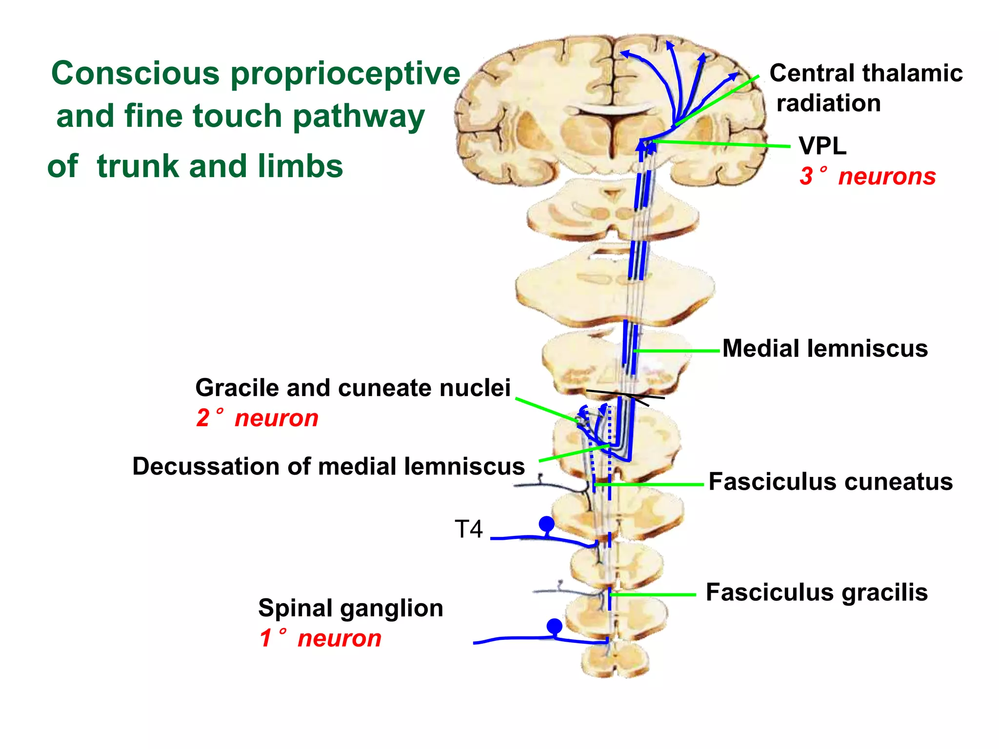 Nervous pathway | PPTX