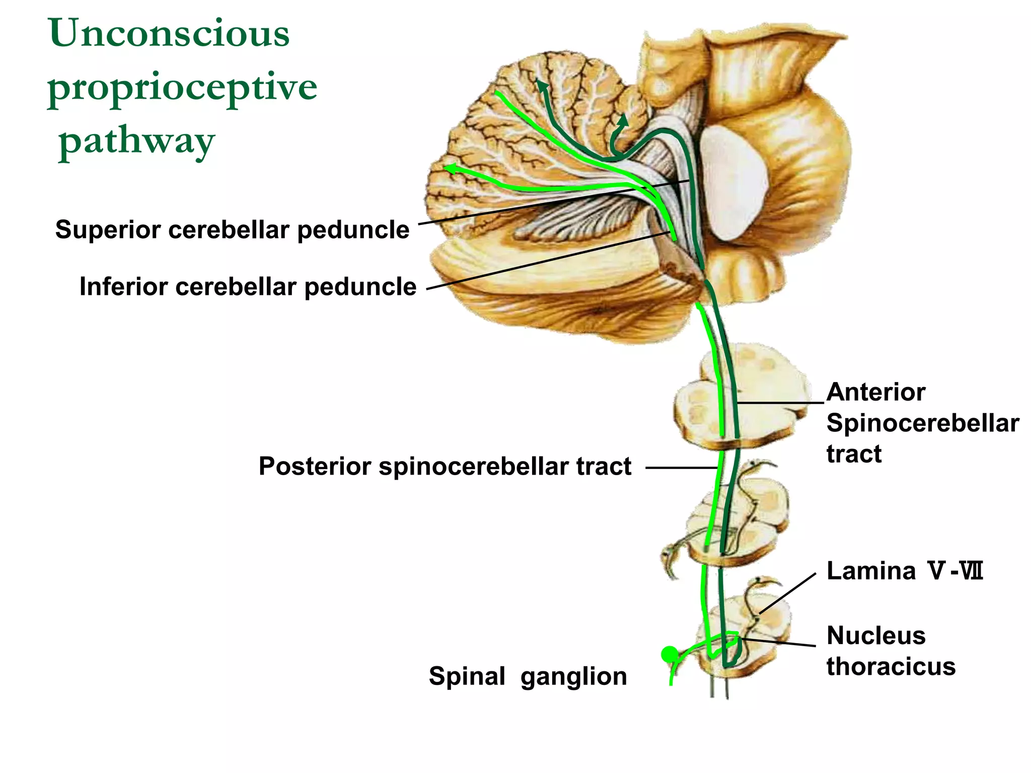 Nervous pathway | PPTX