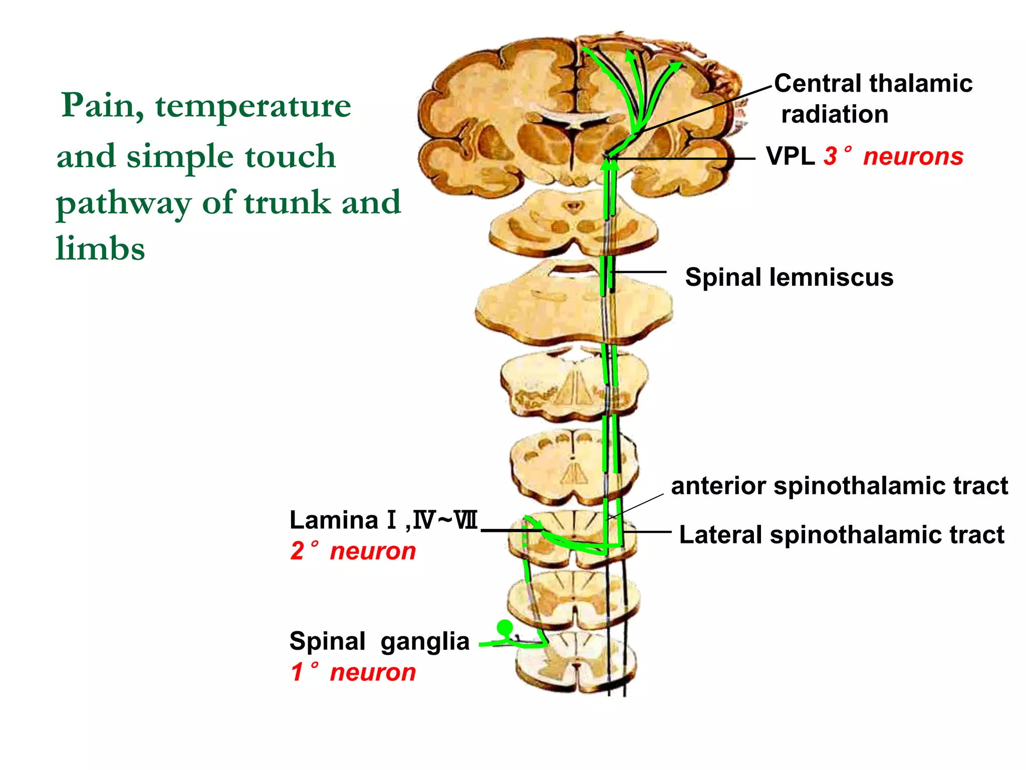 Nervous pathway | PPTX