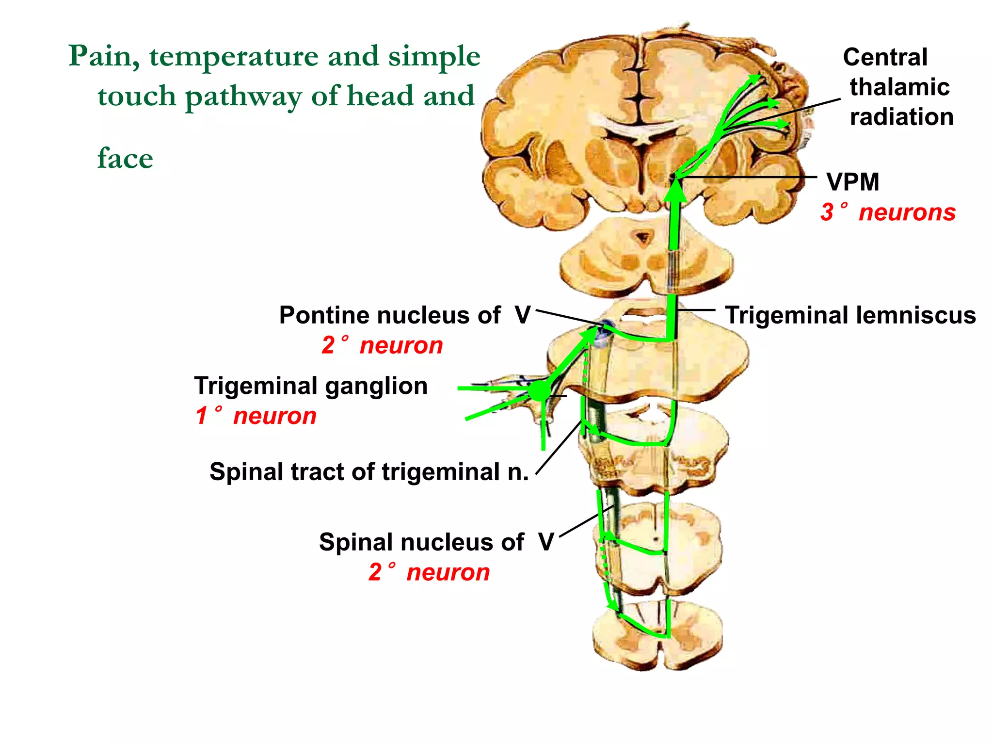 Nervous pathway | PPTX