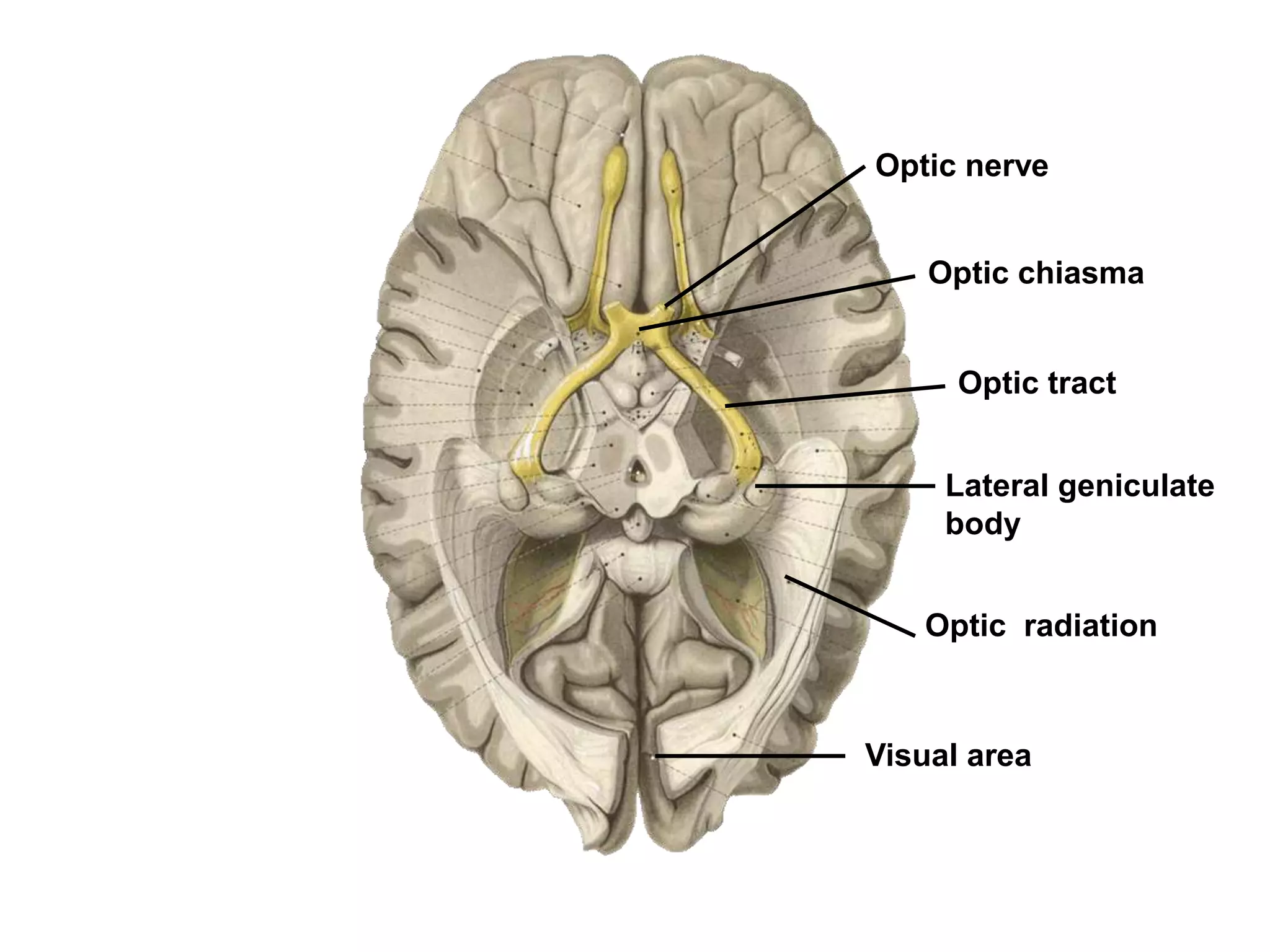 Nervous pathway | PPTX