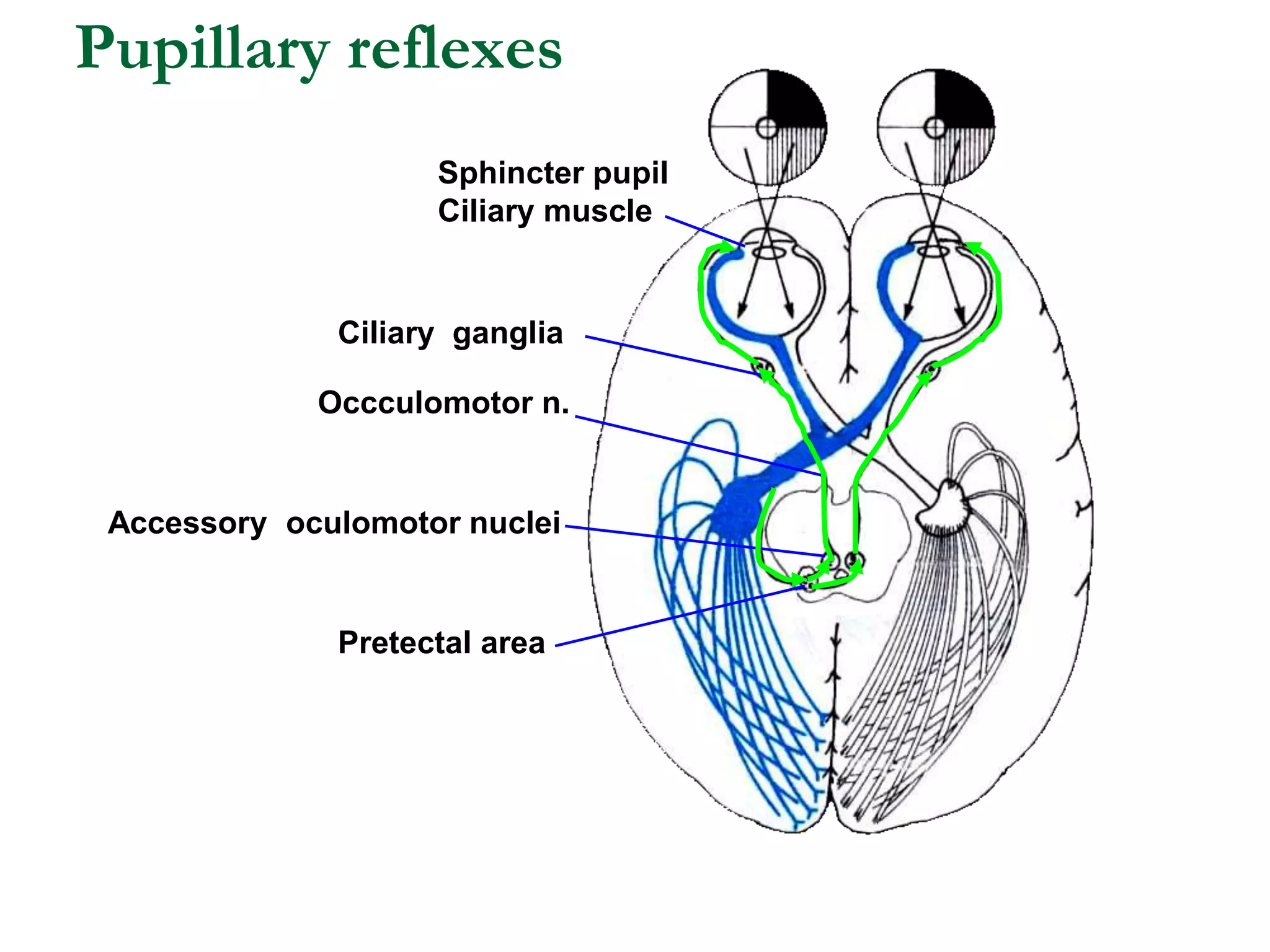 Nervous pathway | PPTX