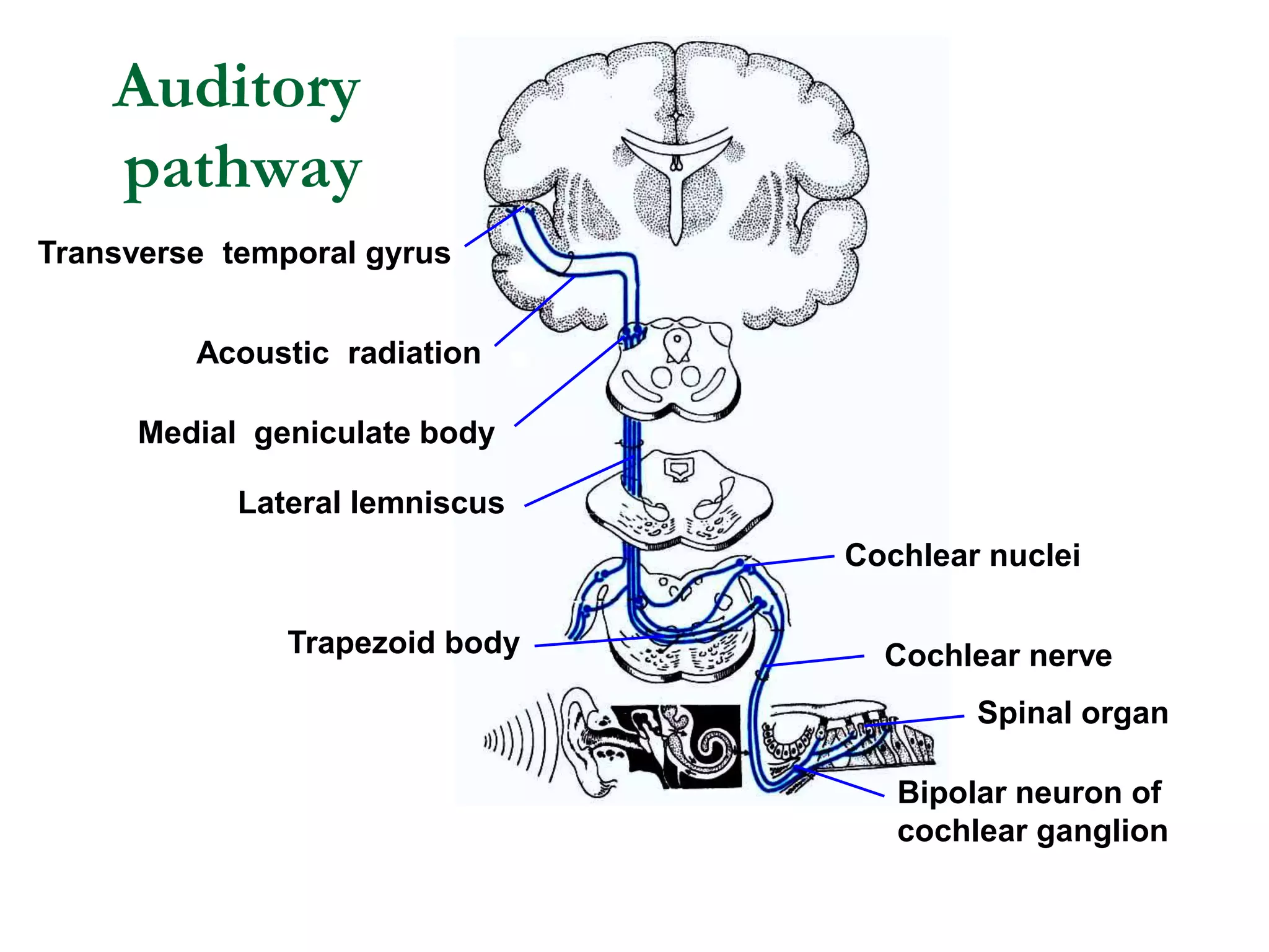 Nervous pathway | PPTX