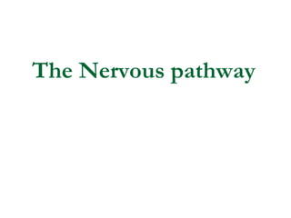 Nervous pathway | PPTX