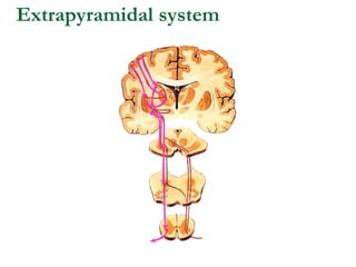 Nervous pathway | PPTX