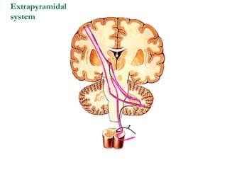 Nervous pathway | PPTX
