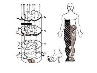 Nervous pathway | PPTX