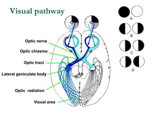 Nervous pathway | PPTX