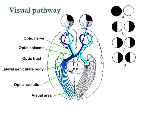 Nervous pathway | PPT