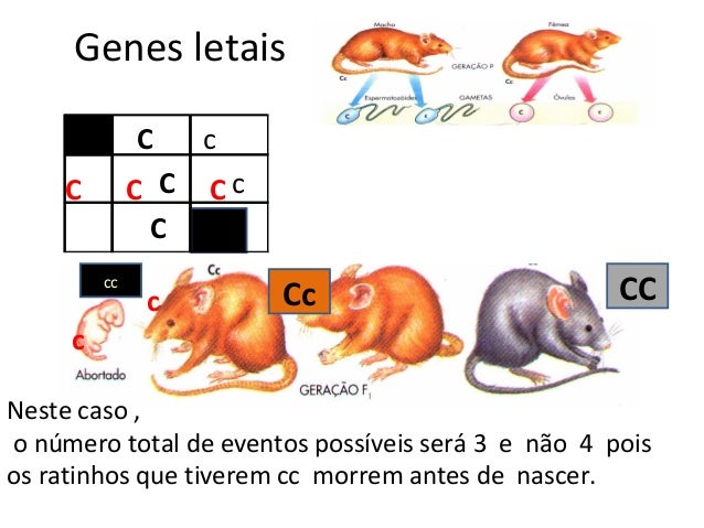 3 s aula 4__probabilidades em genética