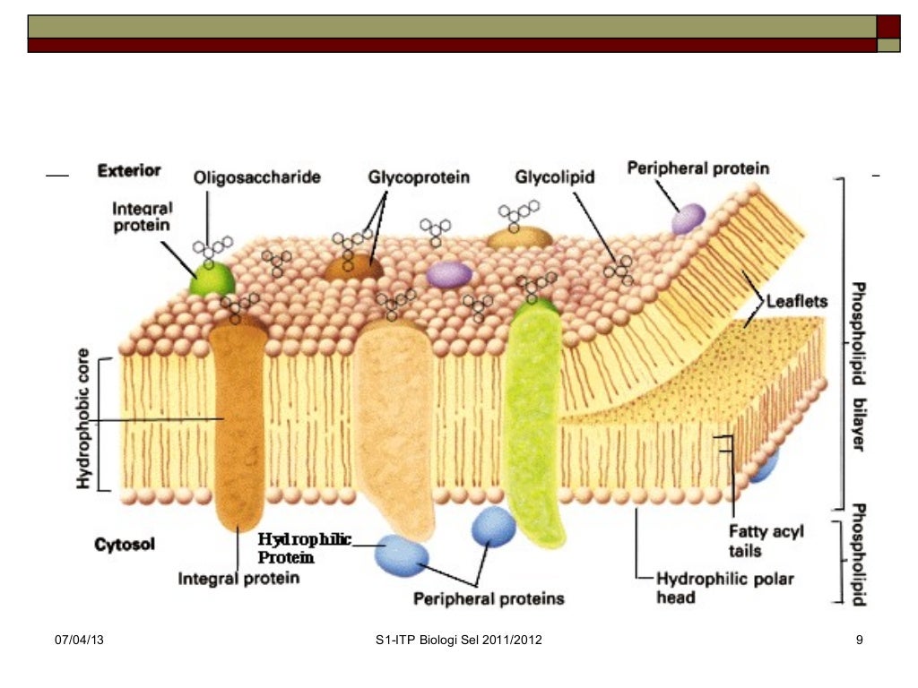 ITP UNS SEMESTER 1 selaput plasma (membran sel dan dinding sel)