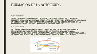 3 Semana de gestación.pptx