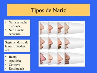 3 semiologia nasal (Otorrinolaringologia) | PPT | Ear, Nose and Throat ...