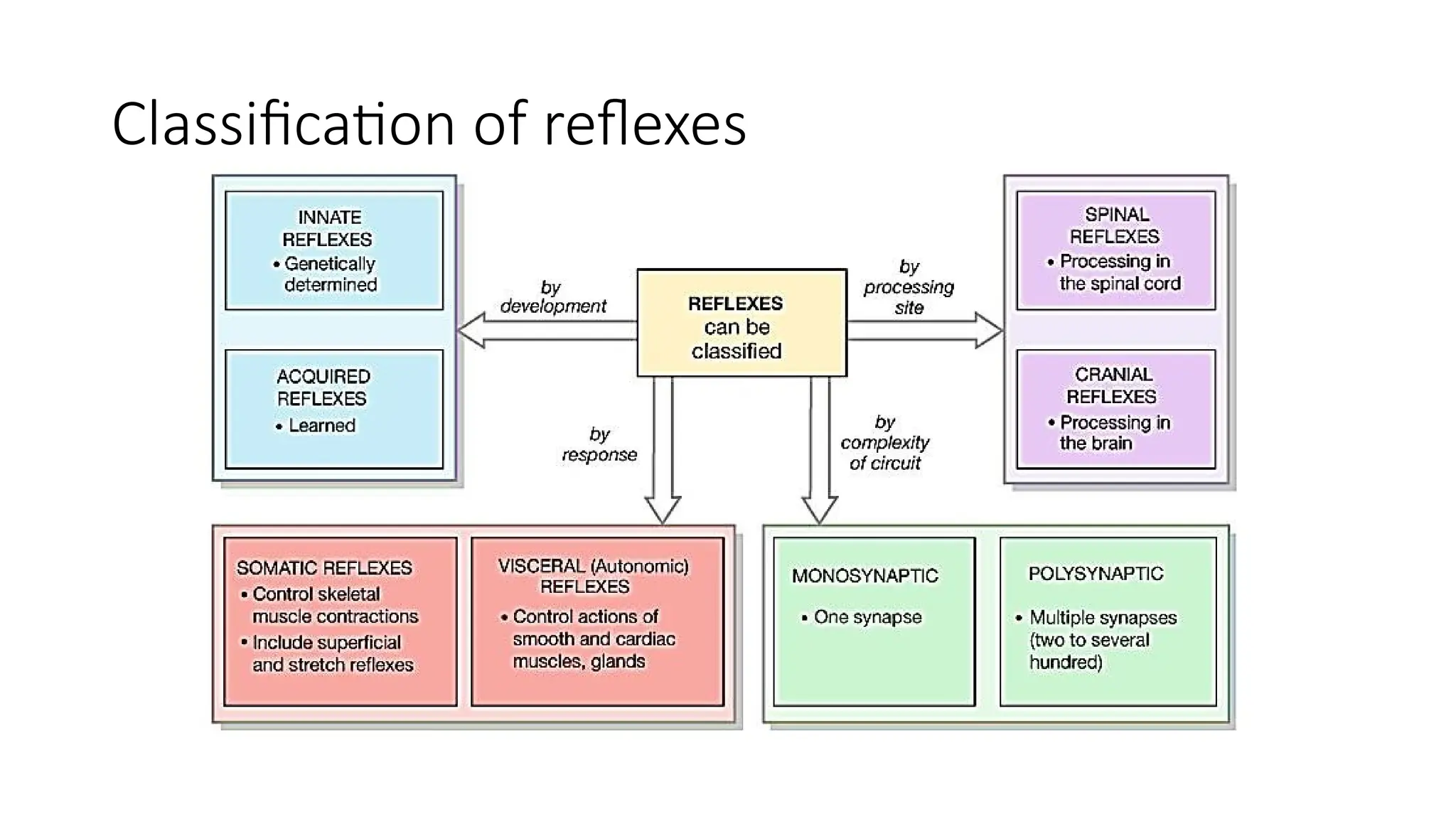 3 SENSORY RECEPTORS physiology slides.pptx