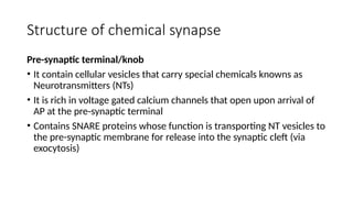3 SENSORY RECEPTORS physiology slides.pptx