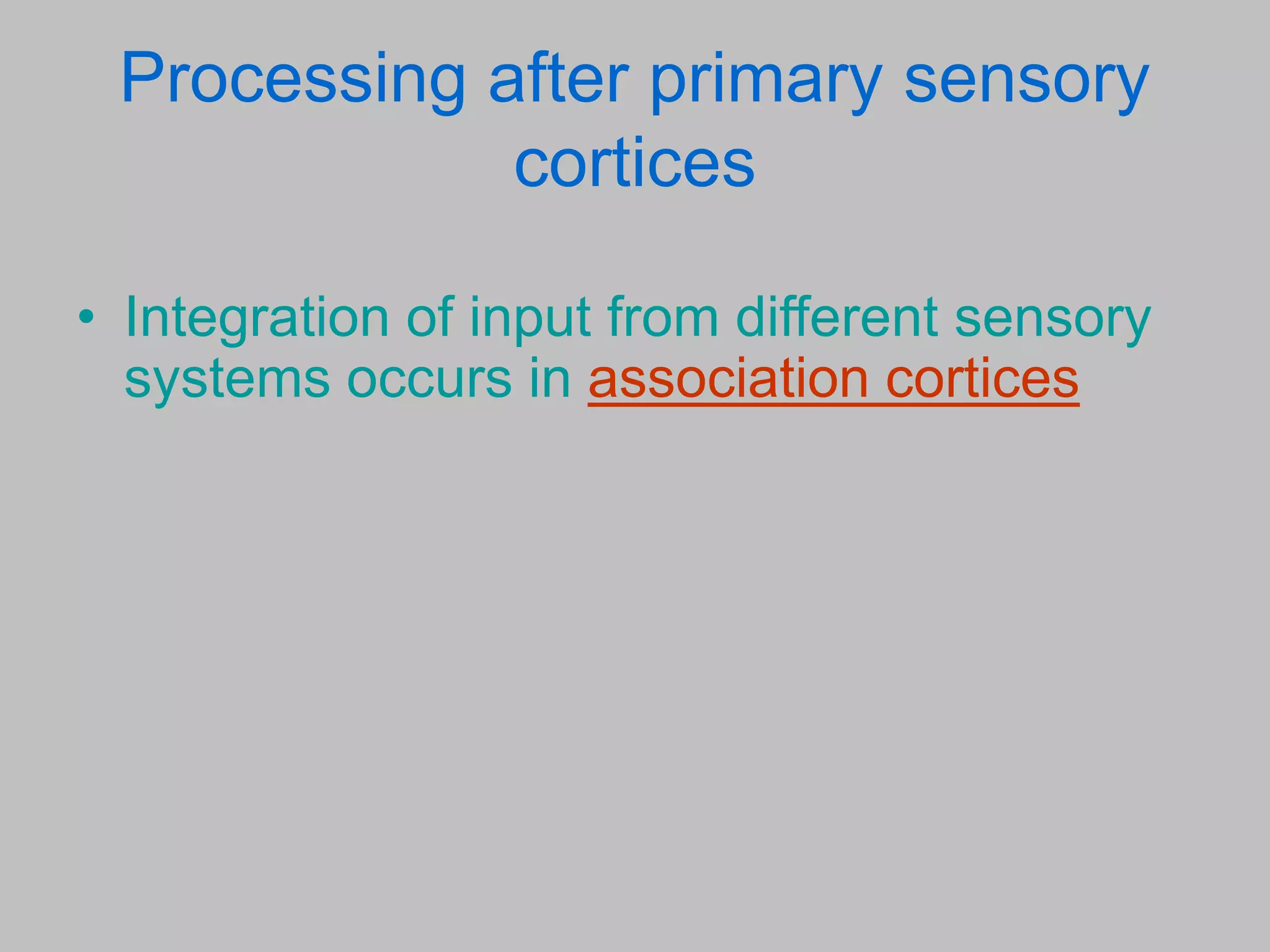 sensory system.ppt