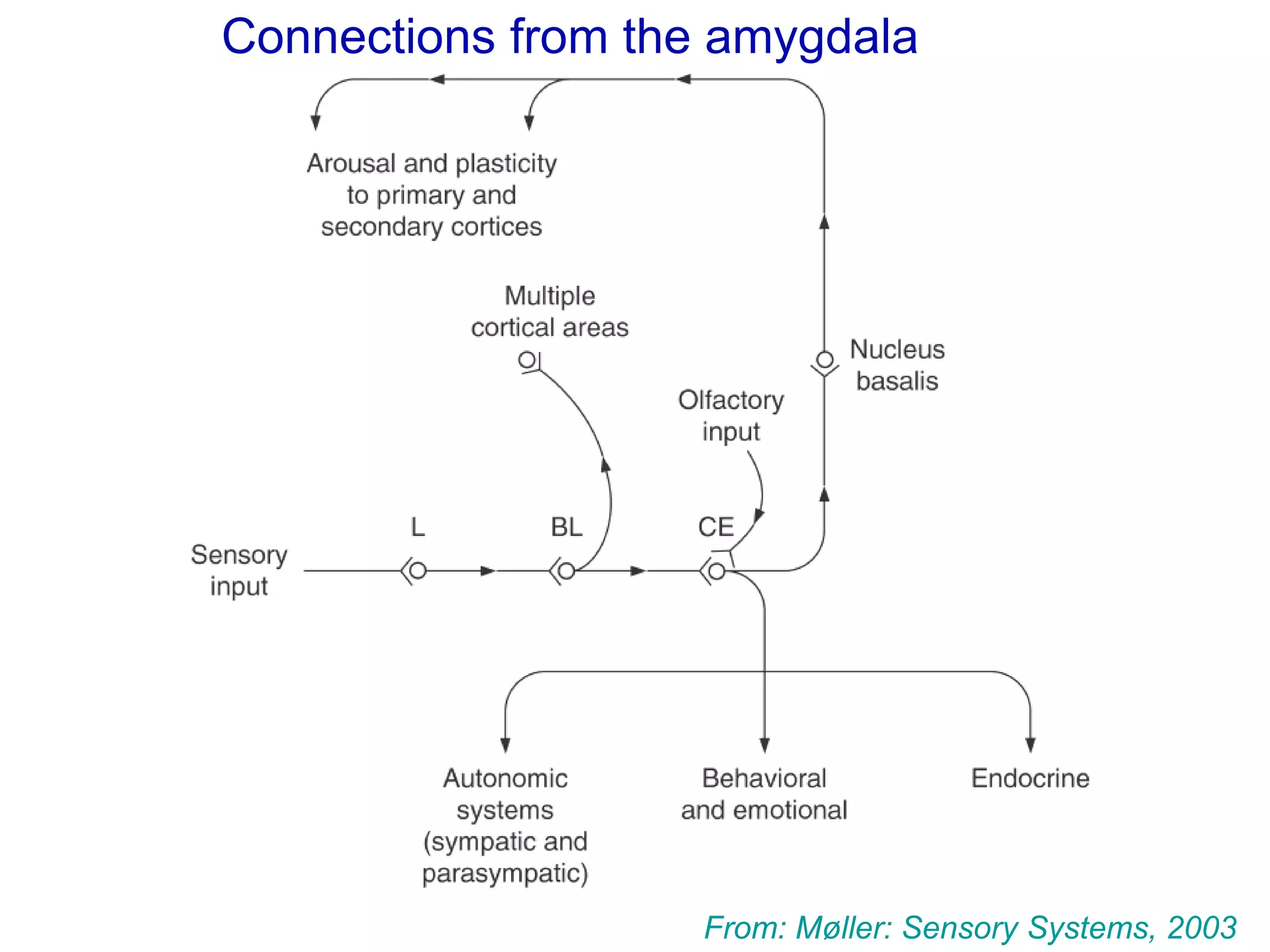 sensory system.ppt