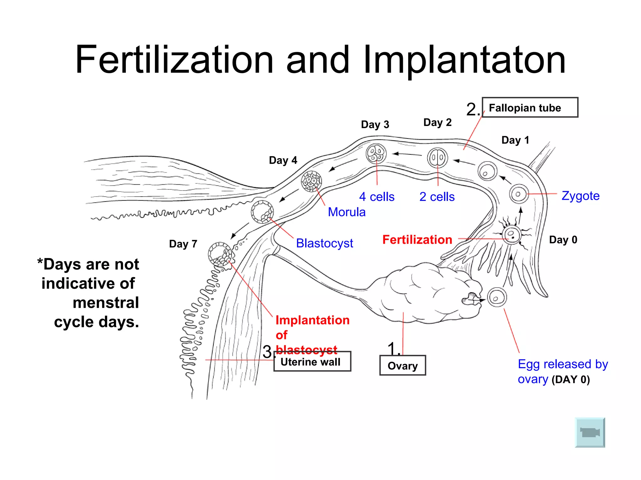 Chapter 17 Reproduction in Humans Lesson 3 - sexual intercourse ...