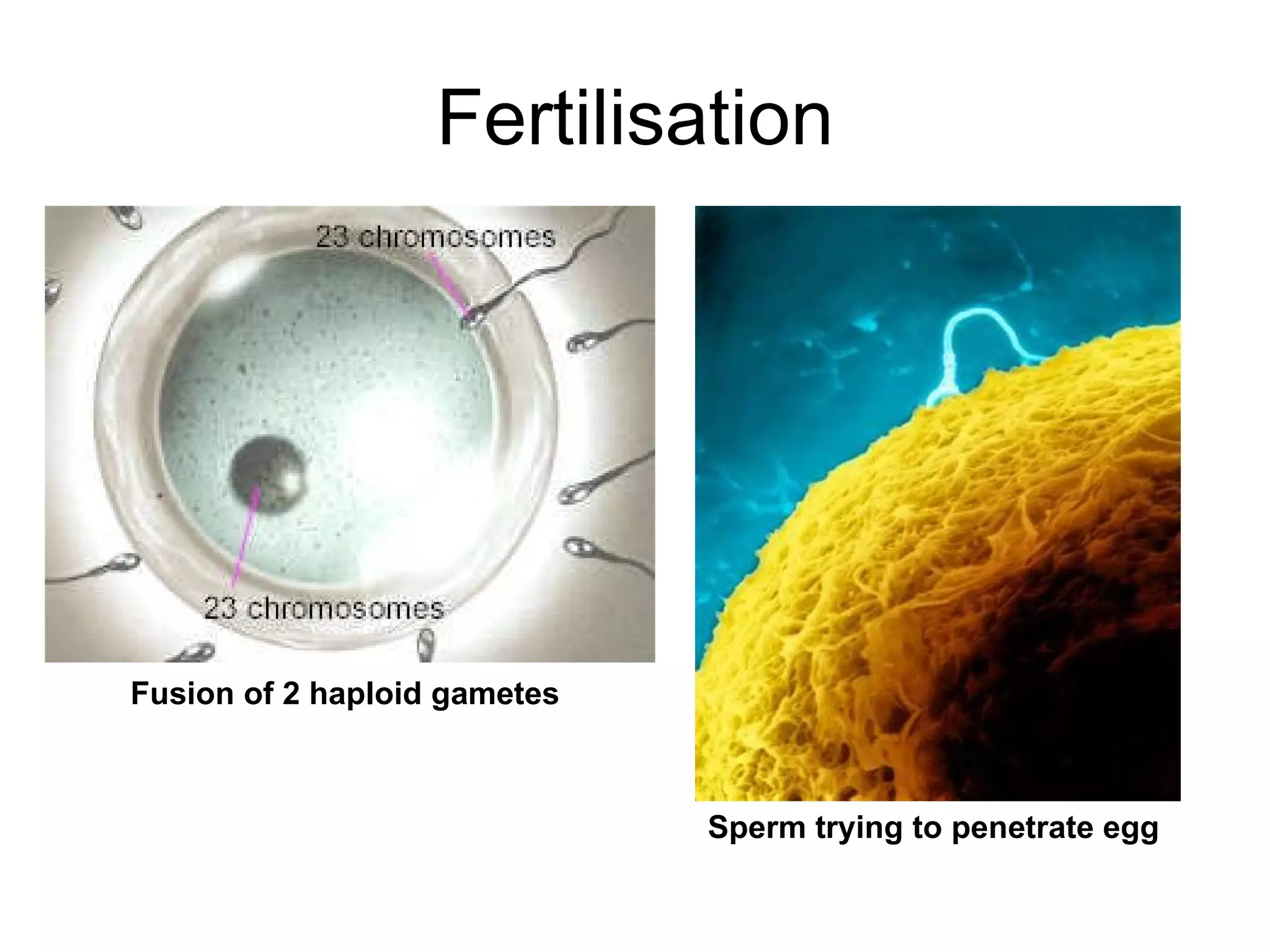 Chapter 17 Reproduction in Humans Lesson 3 - sexual intercourse ...