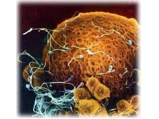 Chapter 17 Reproduction in Humans Lesson 3 - sexual intercourse ...