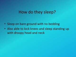 Do sheep sleep with their heads uphill? | PPTX