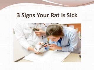 3 Signs Your Rat Is Sick