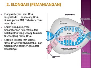 3 SINTESIS PROTEIN.pdf