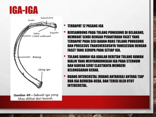 3_SISTEM KERANGKA-TULANG TENGKORAK DAN RANGKA DADA-1.pdf