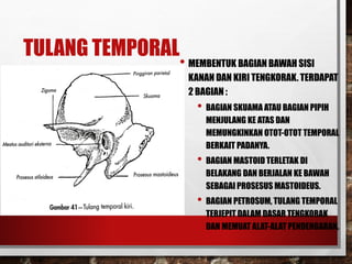 3_SISTEM KERANGKA-TULANG TENGKORAK DAN RANGKA DADA-1.pdf