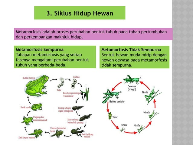 SISTEM REPRODUKSI PADA HEWAN KELAS IX.pptx