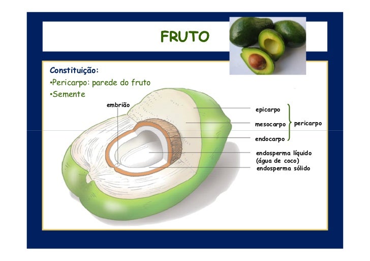 3ª série em_aula_1_-_reino_plantae_-_gimnospermas_e_angiospermas