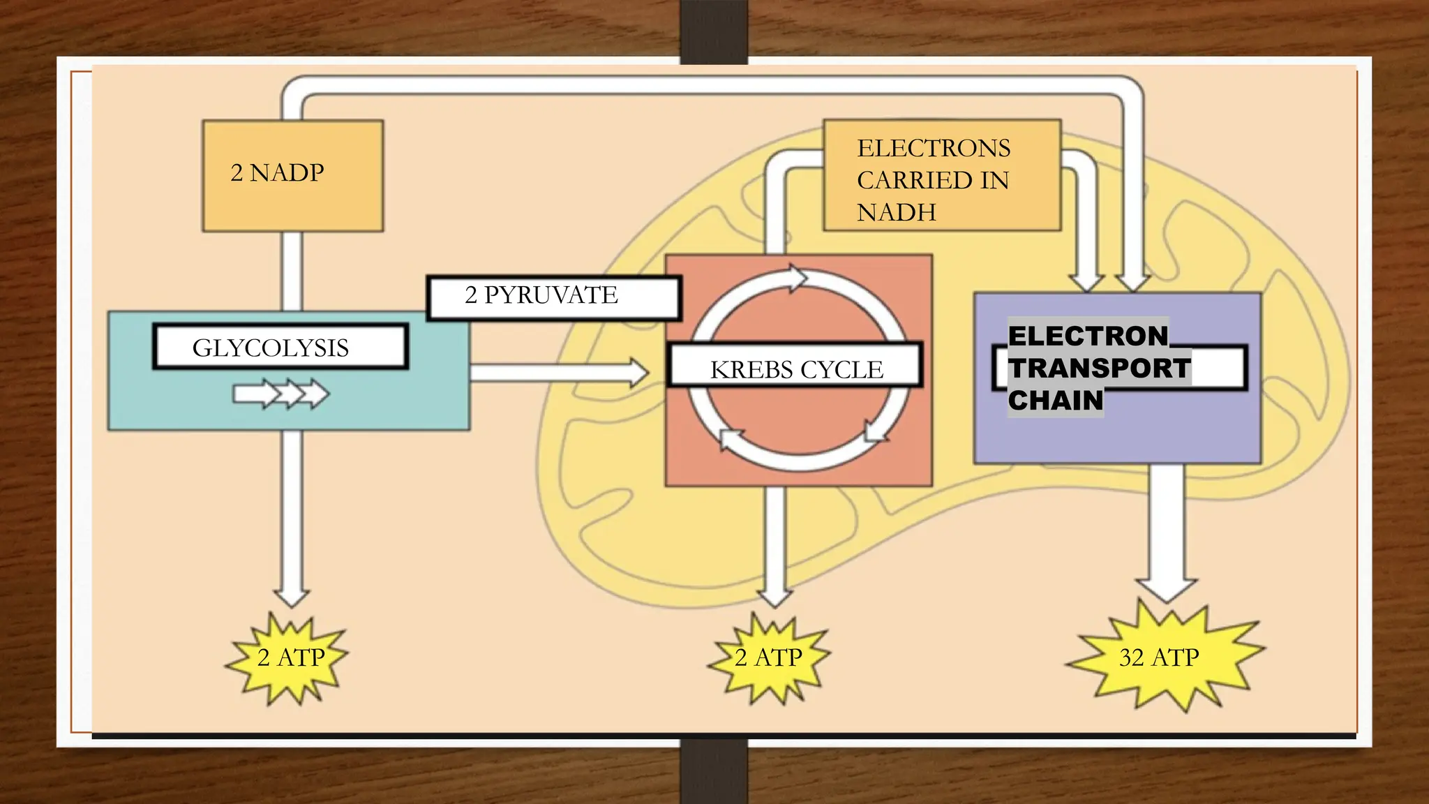 3 STAGES OF CELLULAR RESPIRATION ppt.pptx