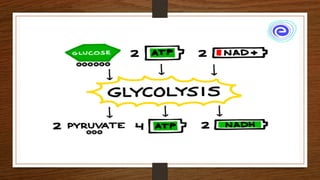 3 STAGES OF CELLULAR RESPIRATION ppt.pptx