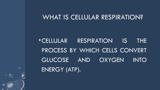 THE THREE STAGES OF CELLULAR RESPIRATION.pptx