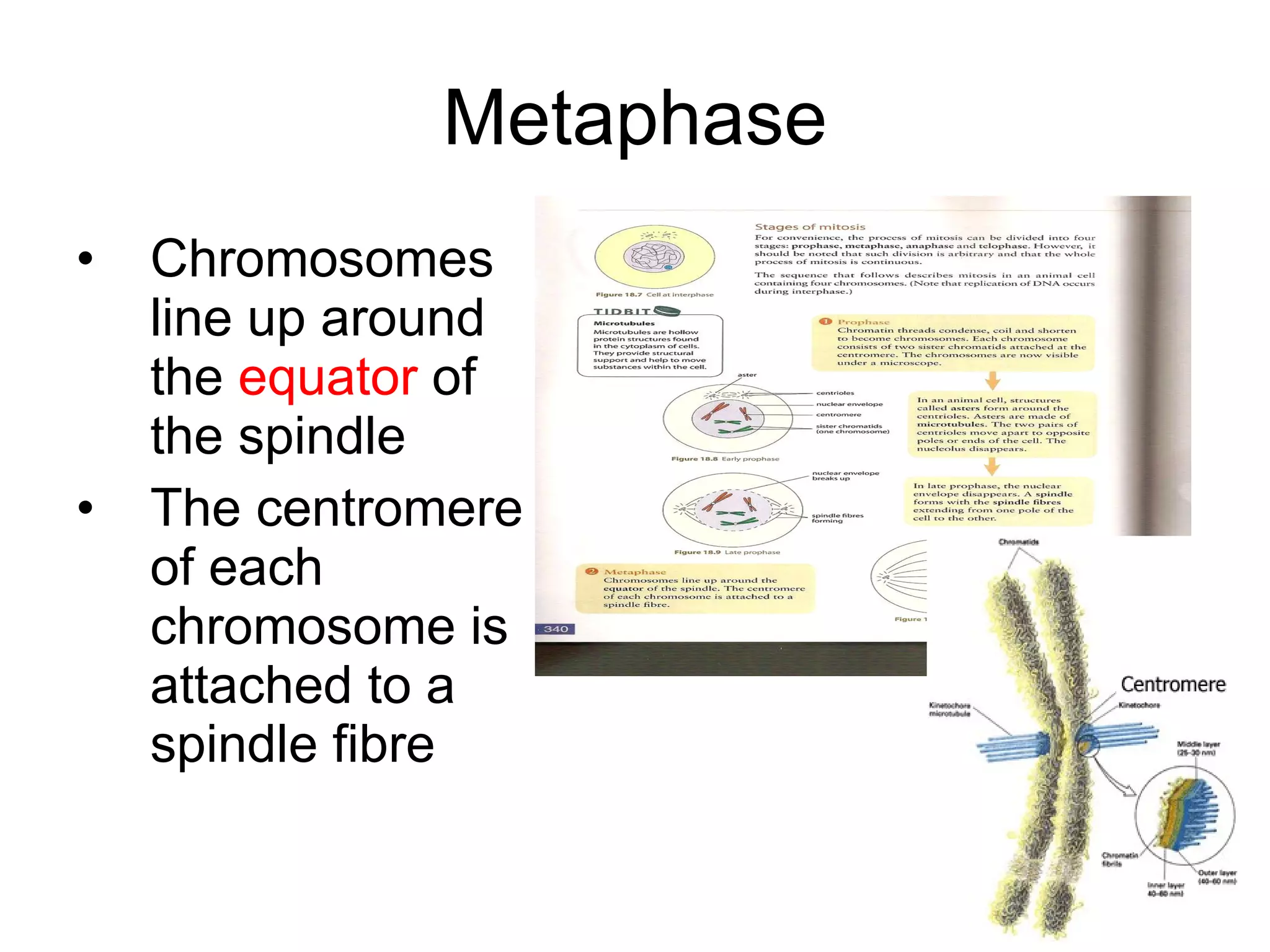 Chapter 18 Cell Division Lesson 3 - Stages of mitosis | PPT