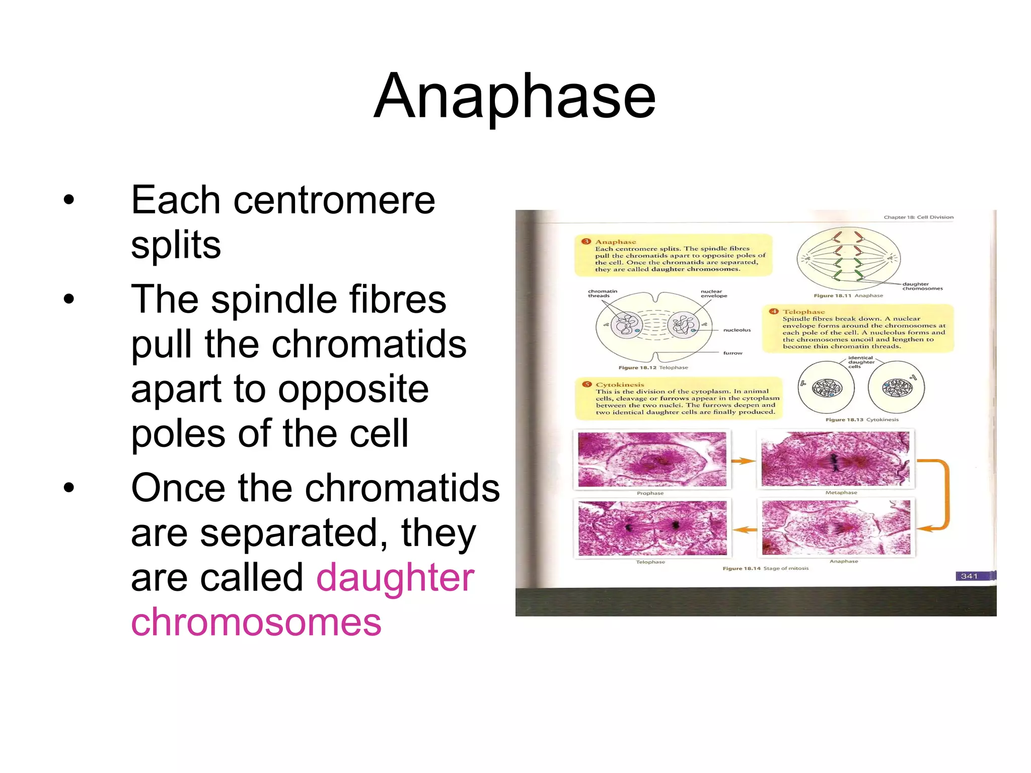 Chapter 18 Cell Division Lesson 3 - Stages of mitosis | PPT