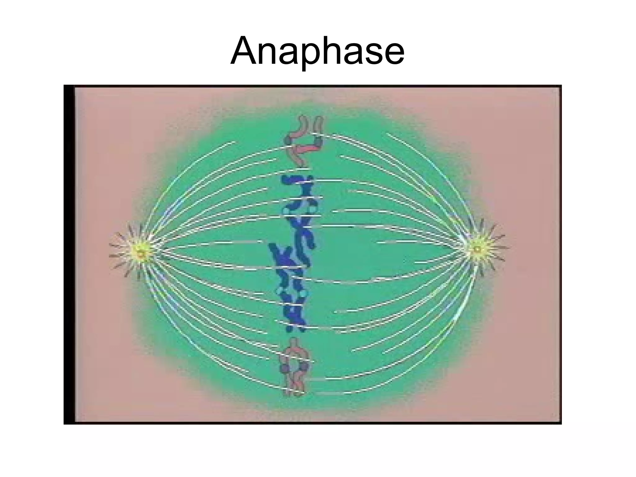 Chapter 18 Cell Division Lesson 3 - Stages of mitosis | PPT