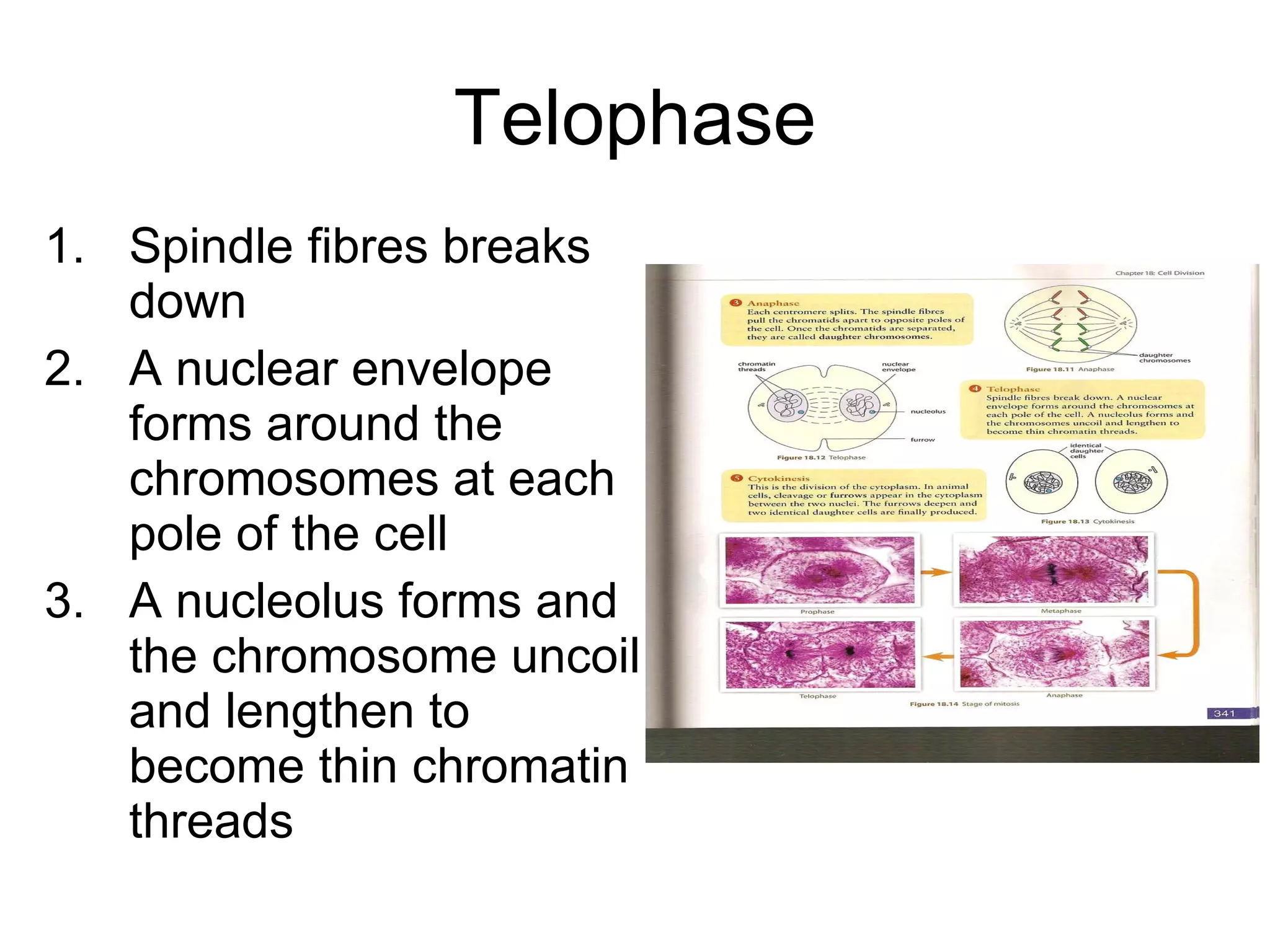 Chapter 18 Cell Division Lesson 3 - Stages of mitosis | PPT