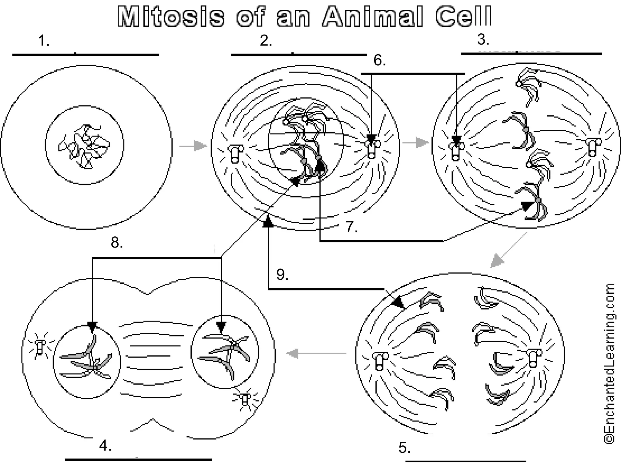 Chapter 18 Cell Division Lesson 3 - Stages of mitosis | PPT