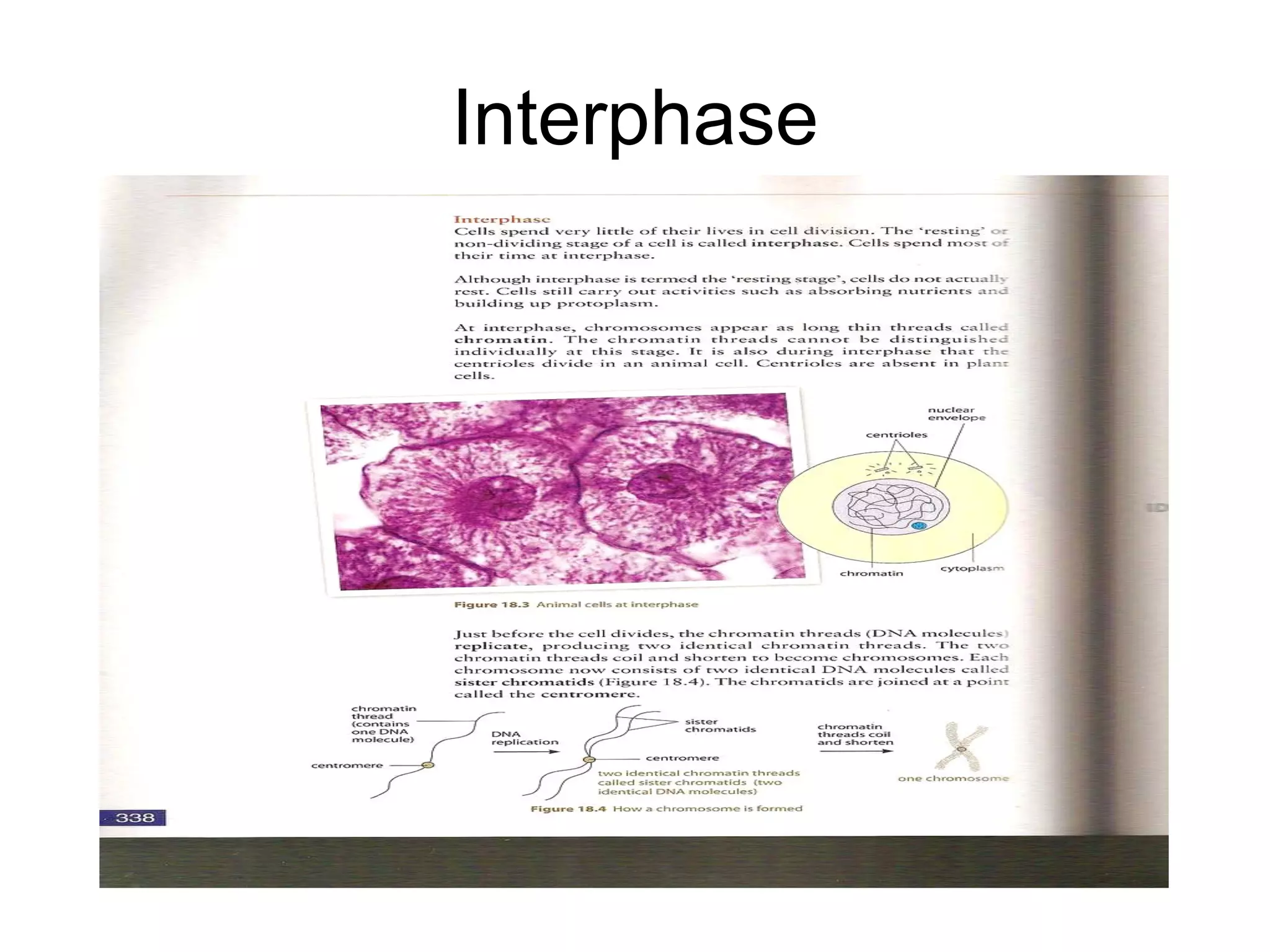 Chapter 18 Cell Division Lesson 3 - Stages of mitosis | PPT