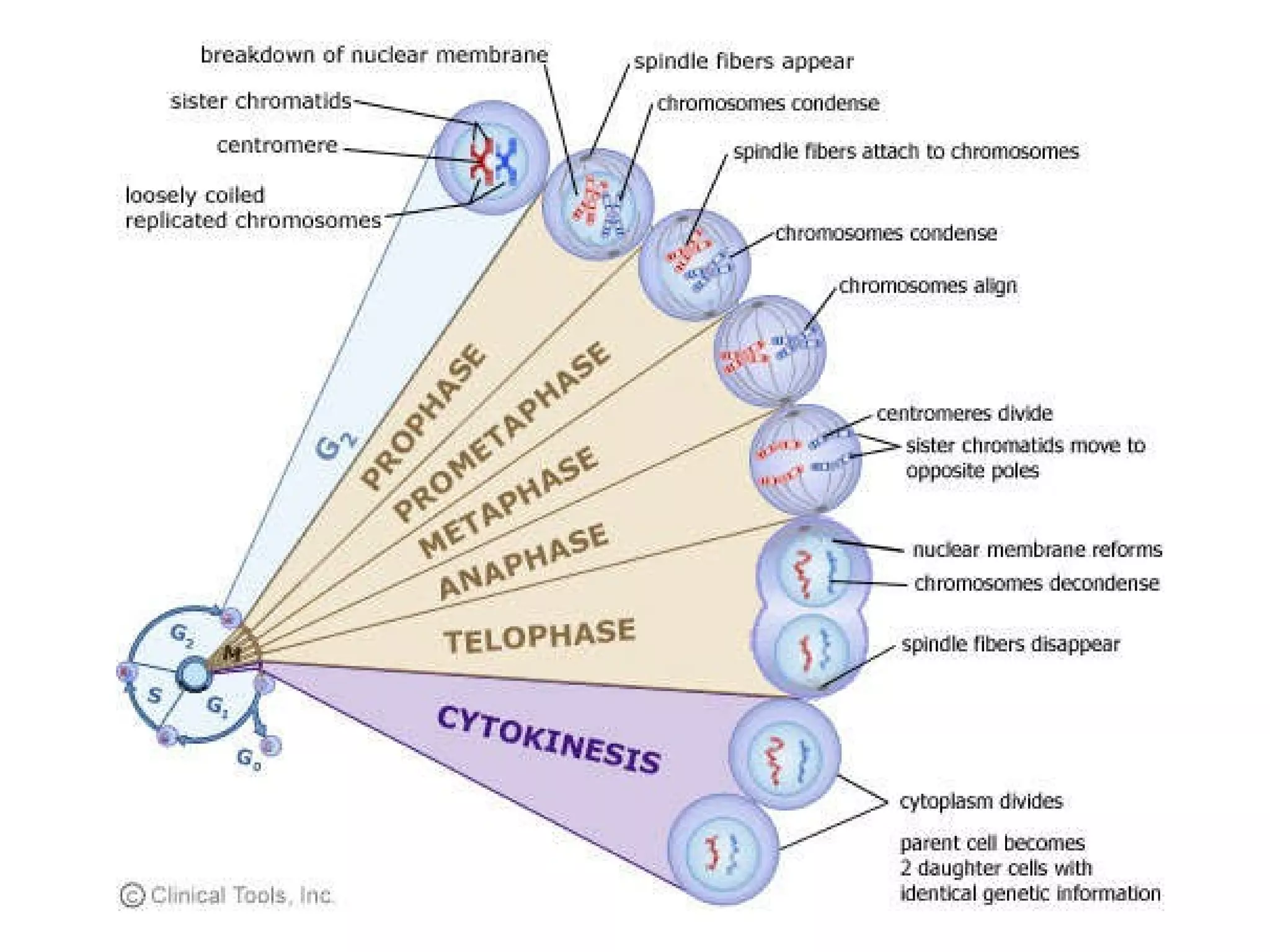 Chapter 18 Cell Division Lesson 3 - Stages of mitosis | PPT