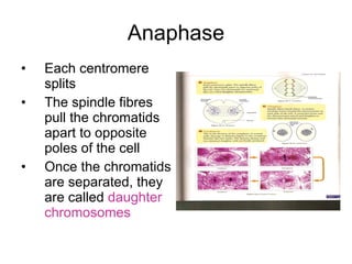 Chapter 18 Cell Division Lesson 3 - Stages of mitosis | PPT