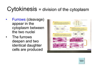 Chapter 18 Cell Division Lesson 3 - Stages of mitosis | PPT