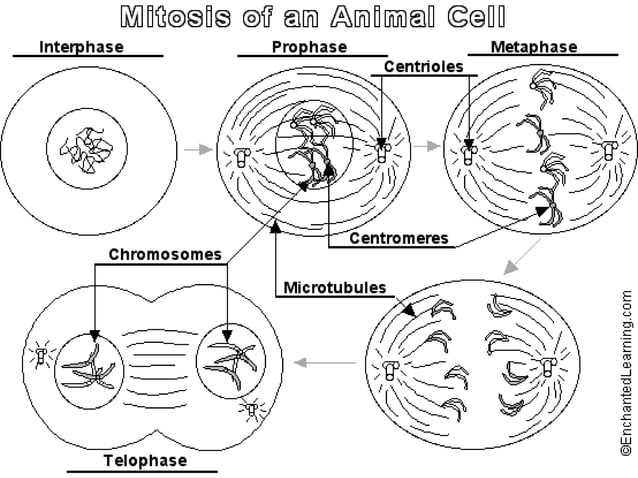 Chapter 18 Cell Division Lesson 3 - Stages of mitosis | PPT