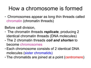 Chapter 18 Cell Division Lesson 3 - Stages of mitosis | PPT