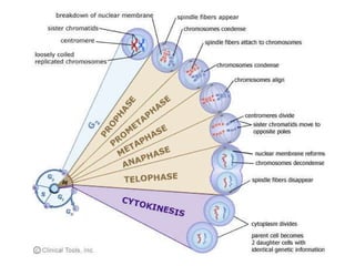 Chapter 18 Cell Division Lesson 3 - Stages of mitosis | PPT