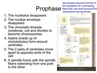 Chapter 18 Cell Division Lesson 3 - Stages of mitosis | PPT