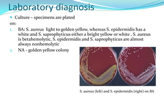 3 staphylococcus.pdf